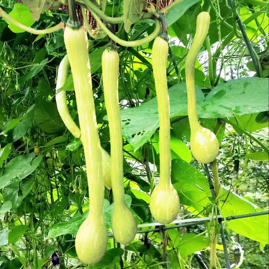 Tromboncino Squash Seeds | Italian Zuchetta Cucuzzi Snake Gourd | 2025 ...