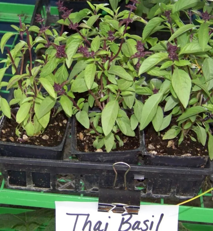 Thai Basil Seeds - 110 Seeds - Spicy Variety - Ocimum basilicum 'Thai ...