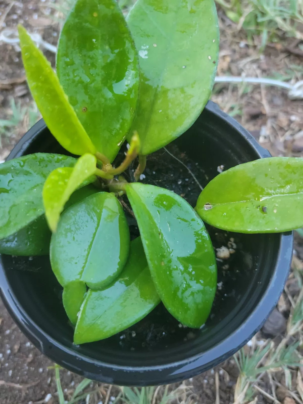 Hoya Chelsea Plant 4 Inch Pot | Wax Plant | Hoya carnosa var. compacta ...