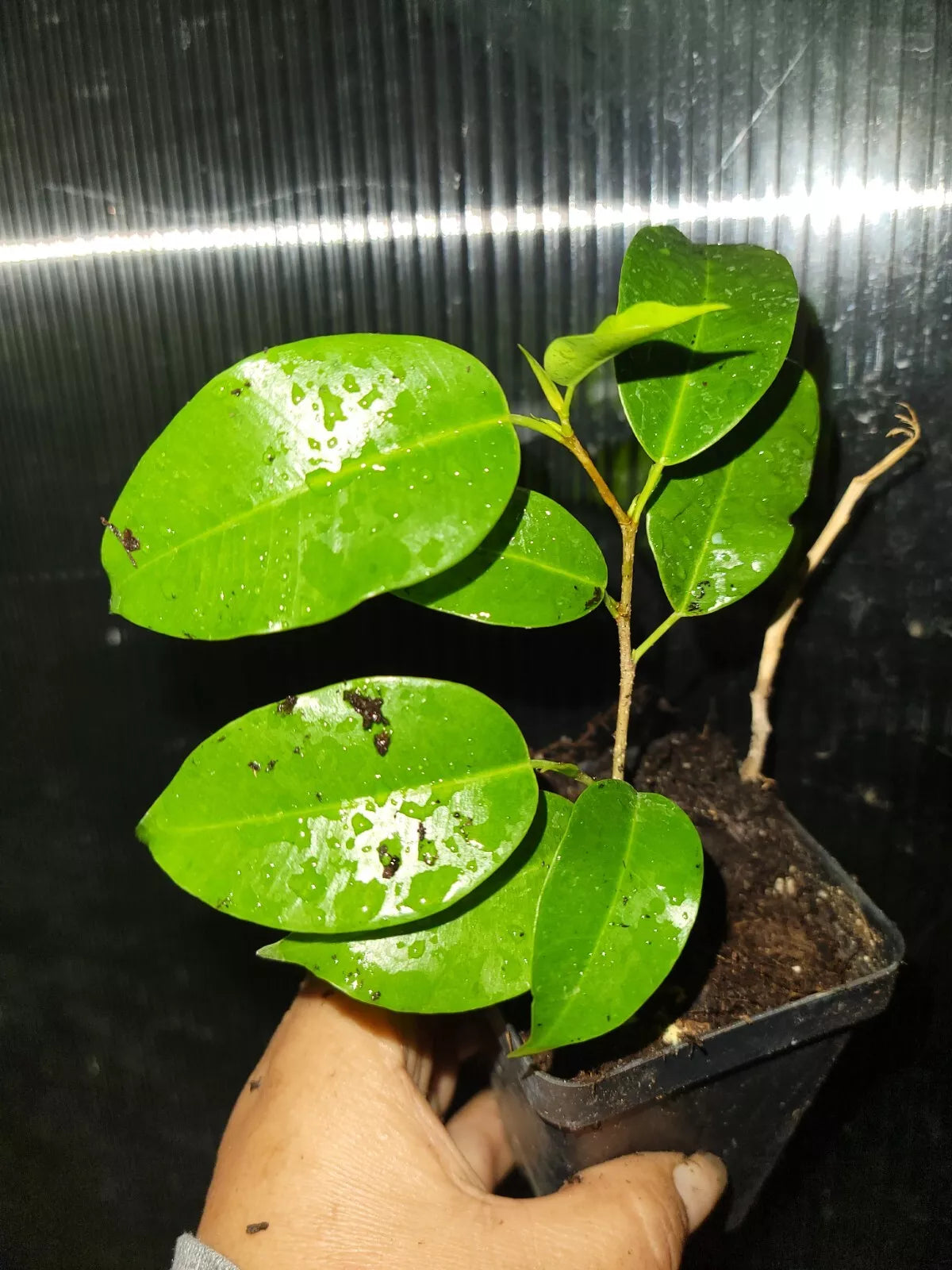 Ficus Benjamina Midnight Plant 5 Inches - Dark Green Indoor Live Plant ...