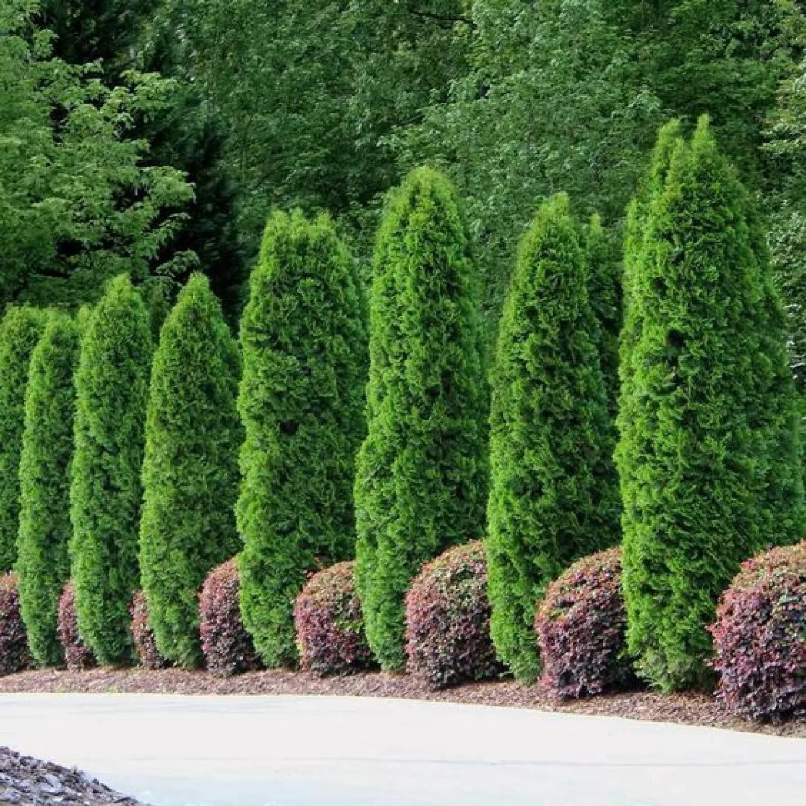 White Cedar Seeds - 50 Count - Thuja occidentalis - Hardy Evergreen ...