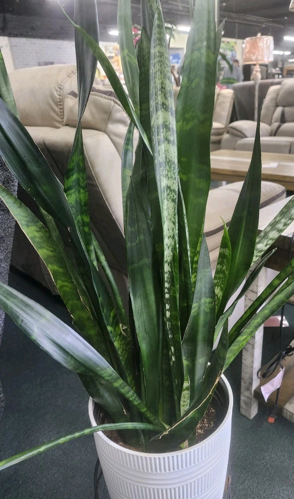 Sansevieria Snake Plant Starter Leaf Cuttings - 4 Varieties - Indoor A ...