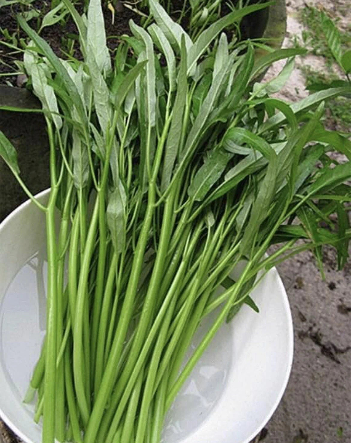 Thai Water Spinach Seeds - 50+ Seeds Ong Choy Kangkong - Ipomoea ...