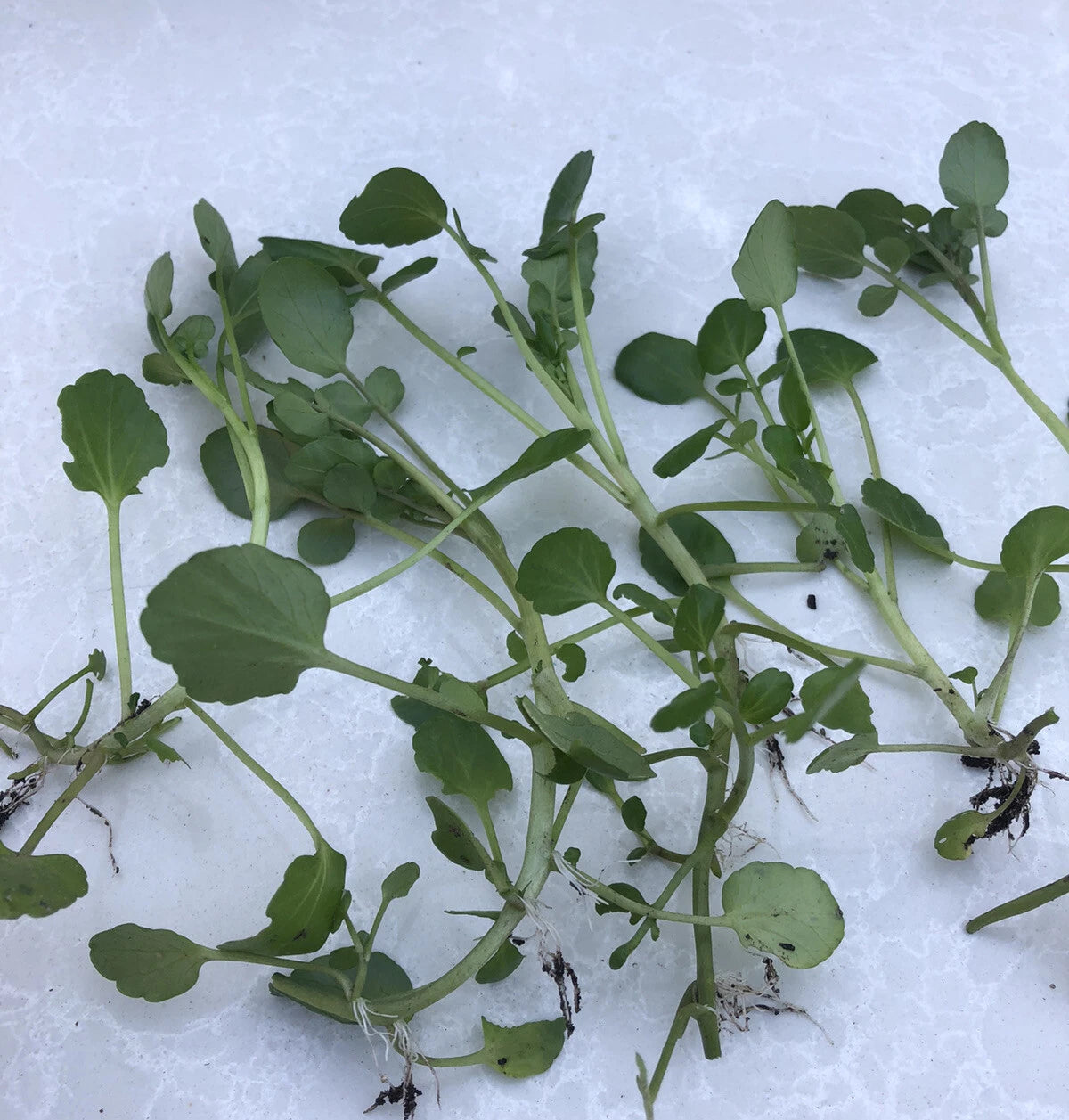 Fresh Watercress Plants with Roots - Live Vegetables Ready to Plant ...