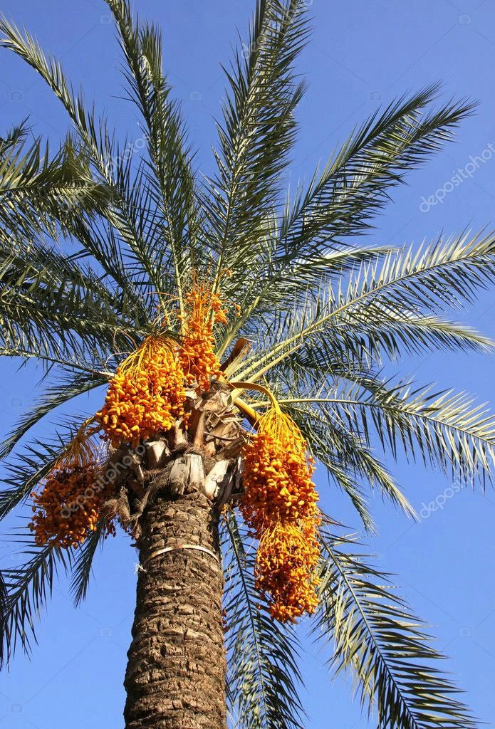 Medjool Date Palm Seedling 2+ Years Old Phoenix Dactylifera Indoor ...