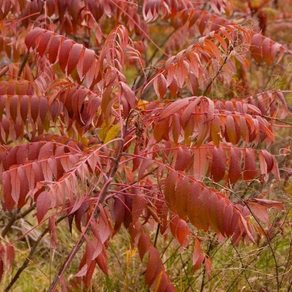 Smooth Sumac Plant Set of 2, 12+ Inches, Edible Berry, Fall Color, Rhu ...