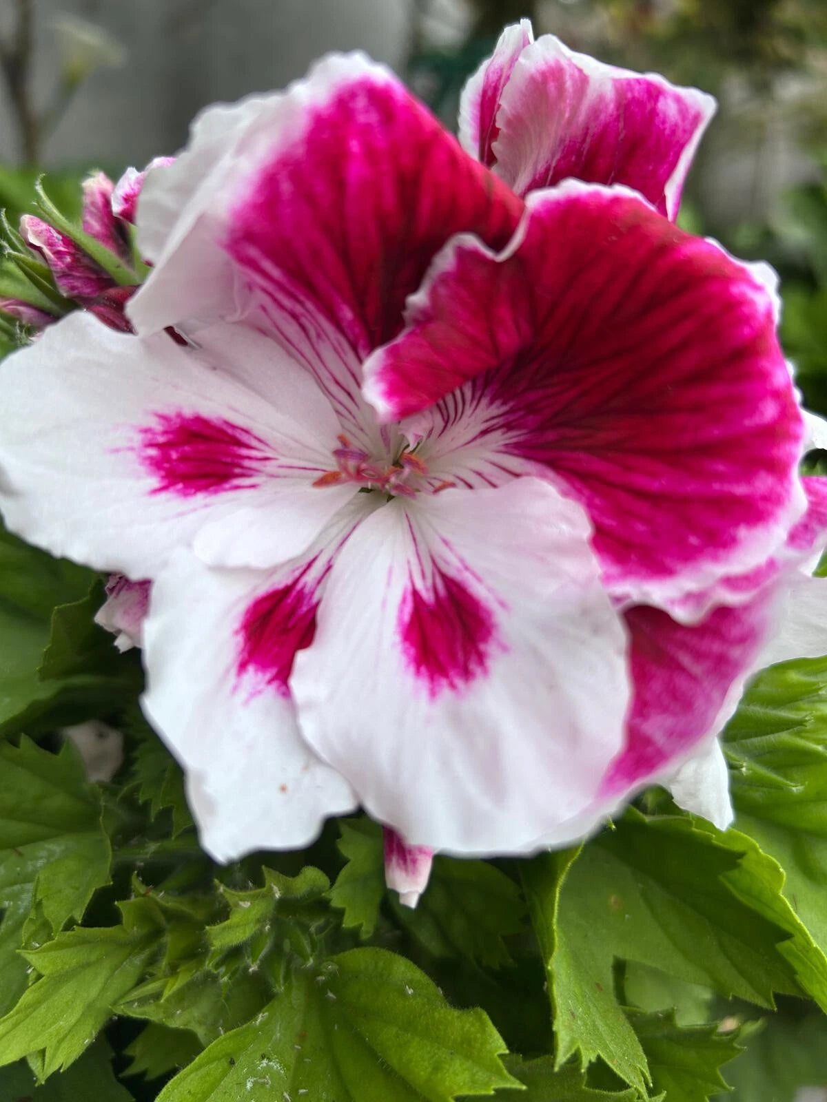 Geranium Live Plant 6" White and Purple Combination Pelargonium – Jayme ...