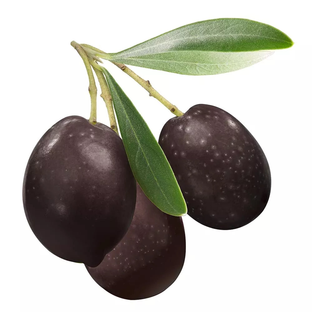 Olive Tree Seeds for Planting | 10 Seeds | Olea europaea | Mediterrane ...