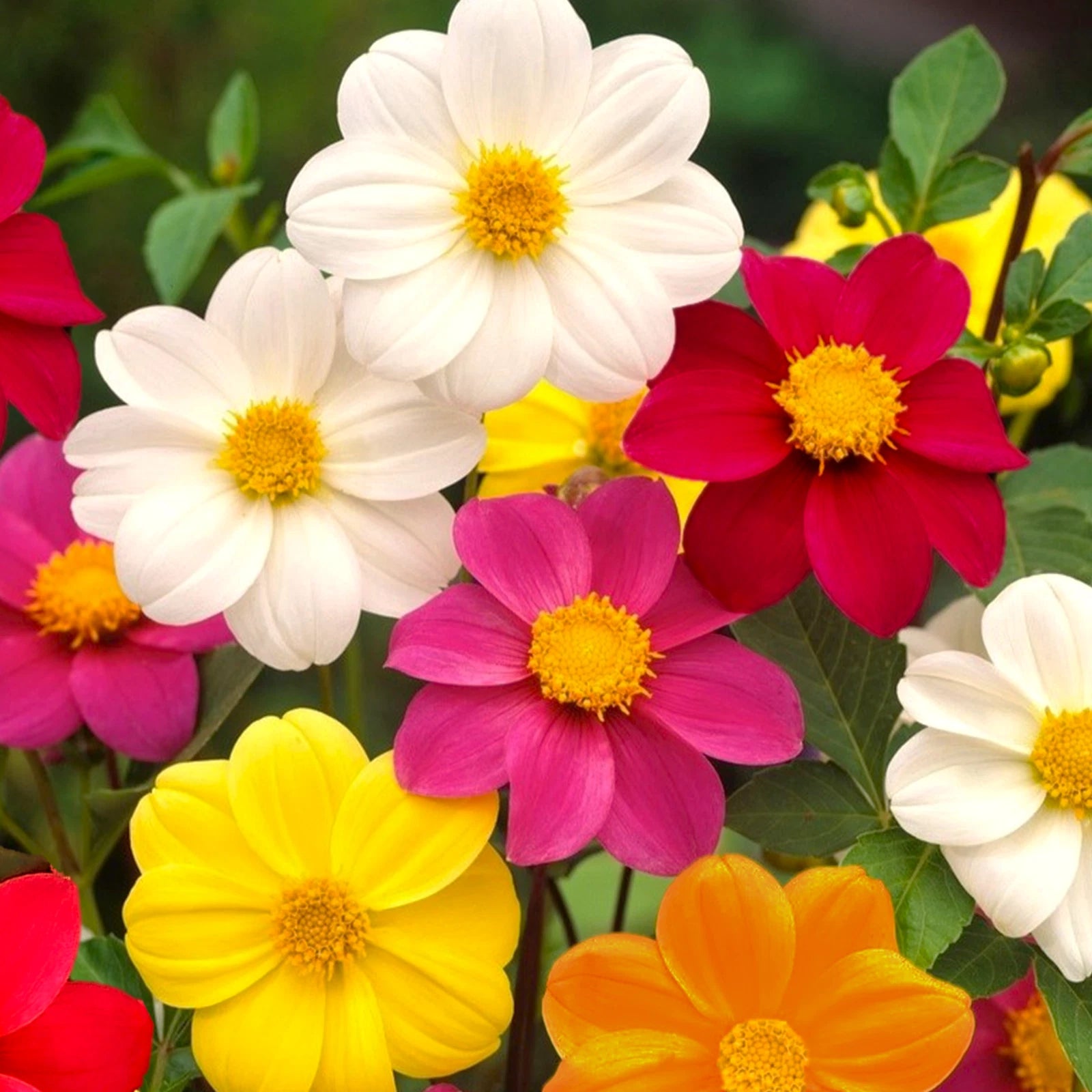 Dahlia Seeds - Mignon Mix Dwarf - 2025 Planting - Dahlia Variabilis ...