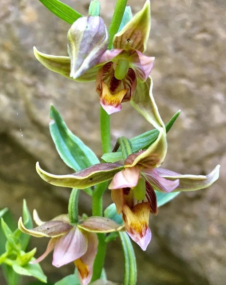 Adam & Eva Orchid Bare-Root Plant, Putty Root Variety, Unique Winter ...