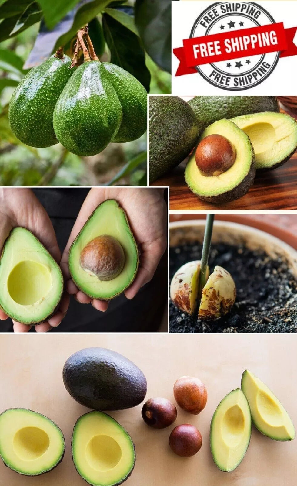 Hass Avocado Seeds 5-Pack Easy Grow Persea americana Rare Planting ...