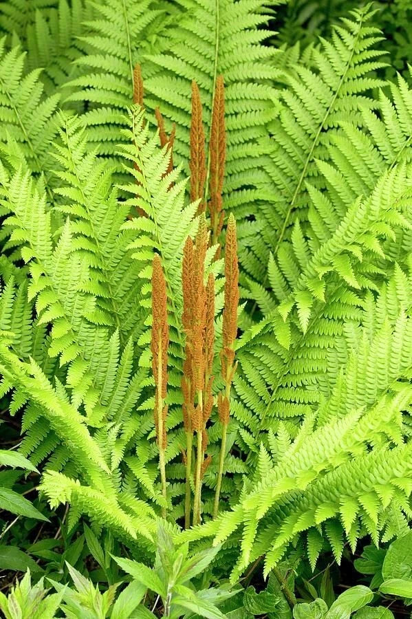 Cinnamon Fern Bare Root Plant | Osmunda cinnamomea | Hardy Perennial ...