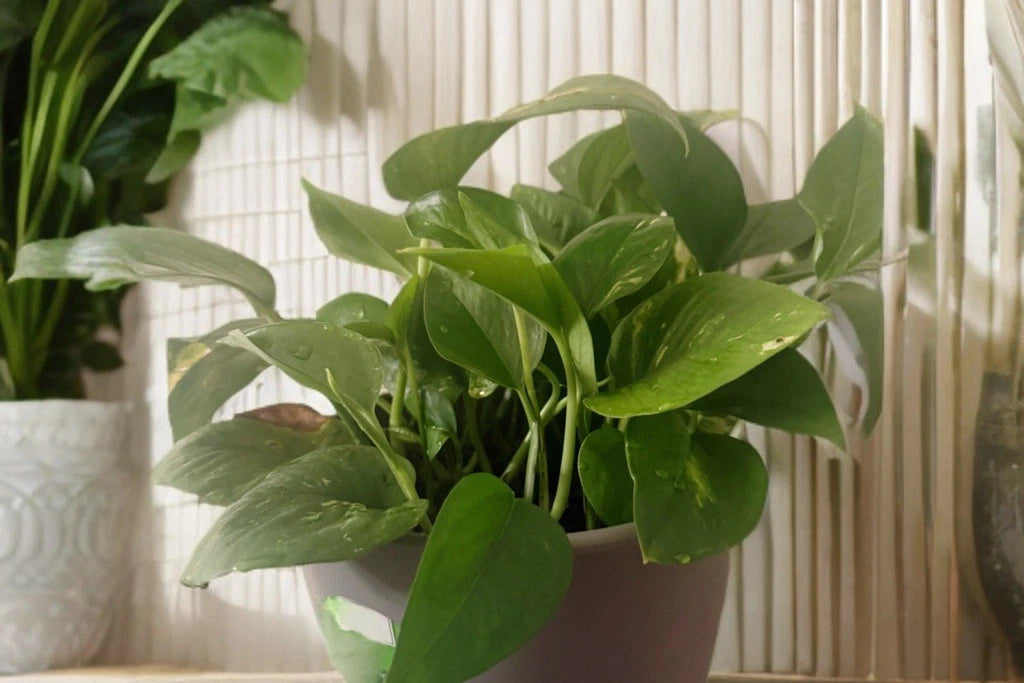 Golden Pothos Cuttings 5 Roots - Live Indoor Houseplant - Easy Care ...