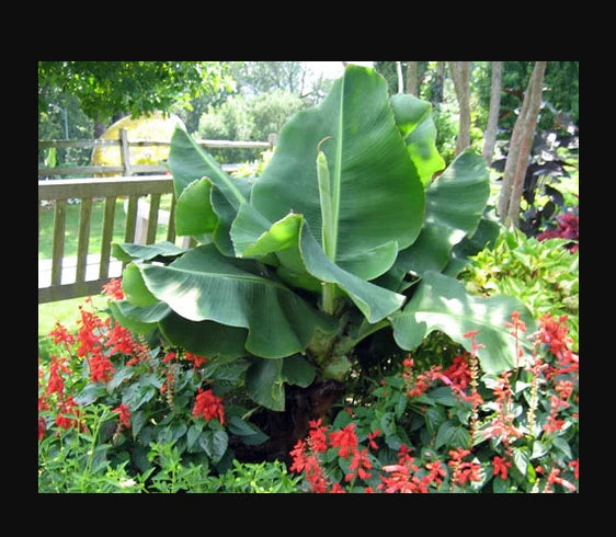 Little Prince Musa Banana Plant - Small Rooted Starter Plant - Exotic ...