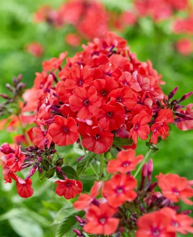Red Volcano Phlox Seeds - 100+ Count for Garden Planting - Phlox ...