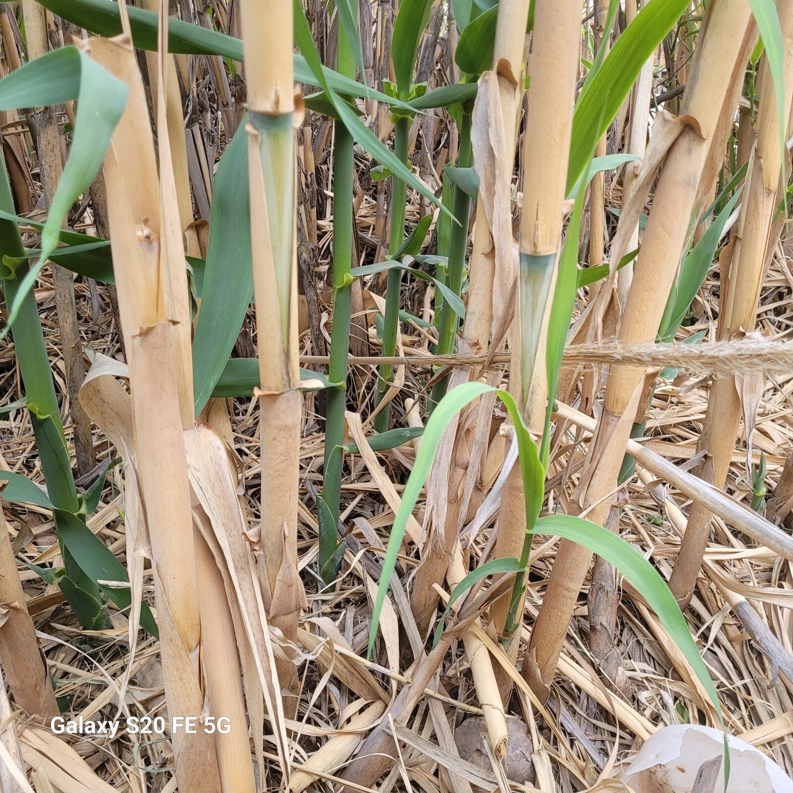 Giant Reed Grass Plants - 3 Pack - Arundo Donax - Elephant Grass, Giant ...