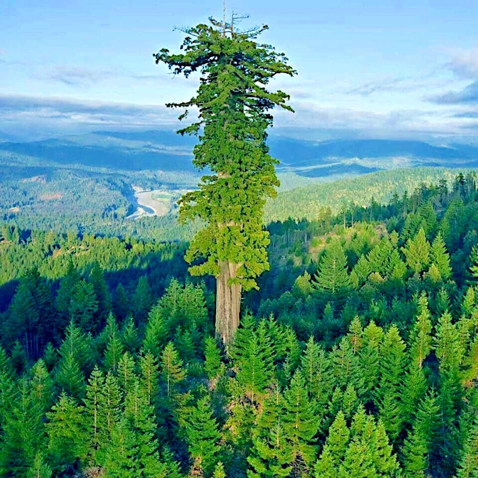 Giant Sequoia Seeds - Fast Growing Sierra Redwood - Sequoiadendron ...