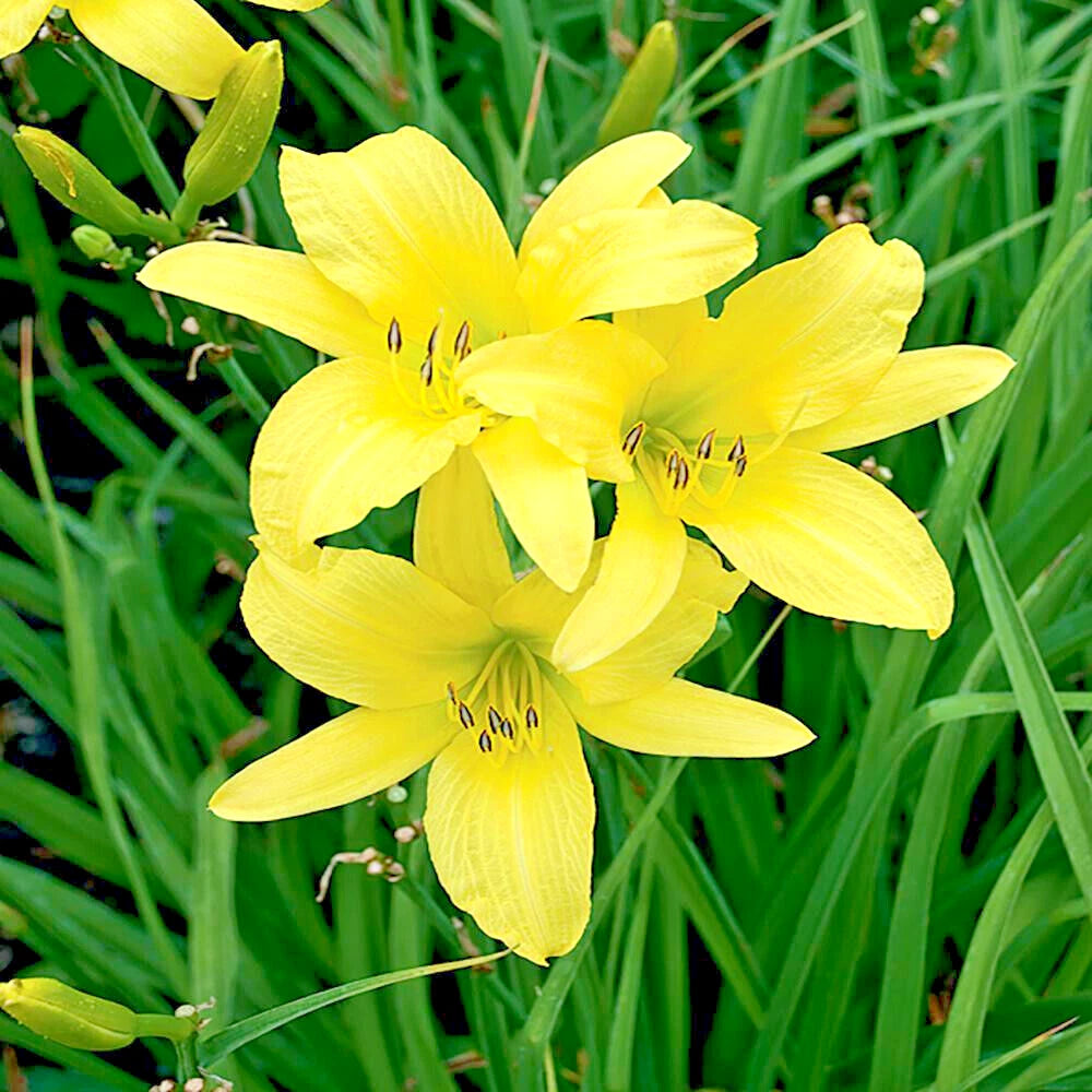 Daylily Plants - 25 Bare Root Hyperion Variety - Hemerocallis 'Hyperion ...