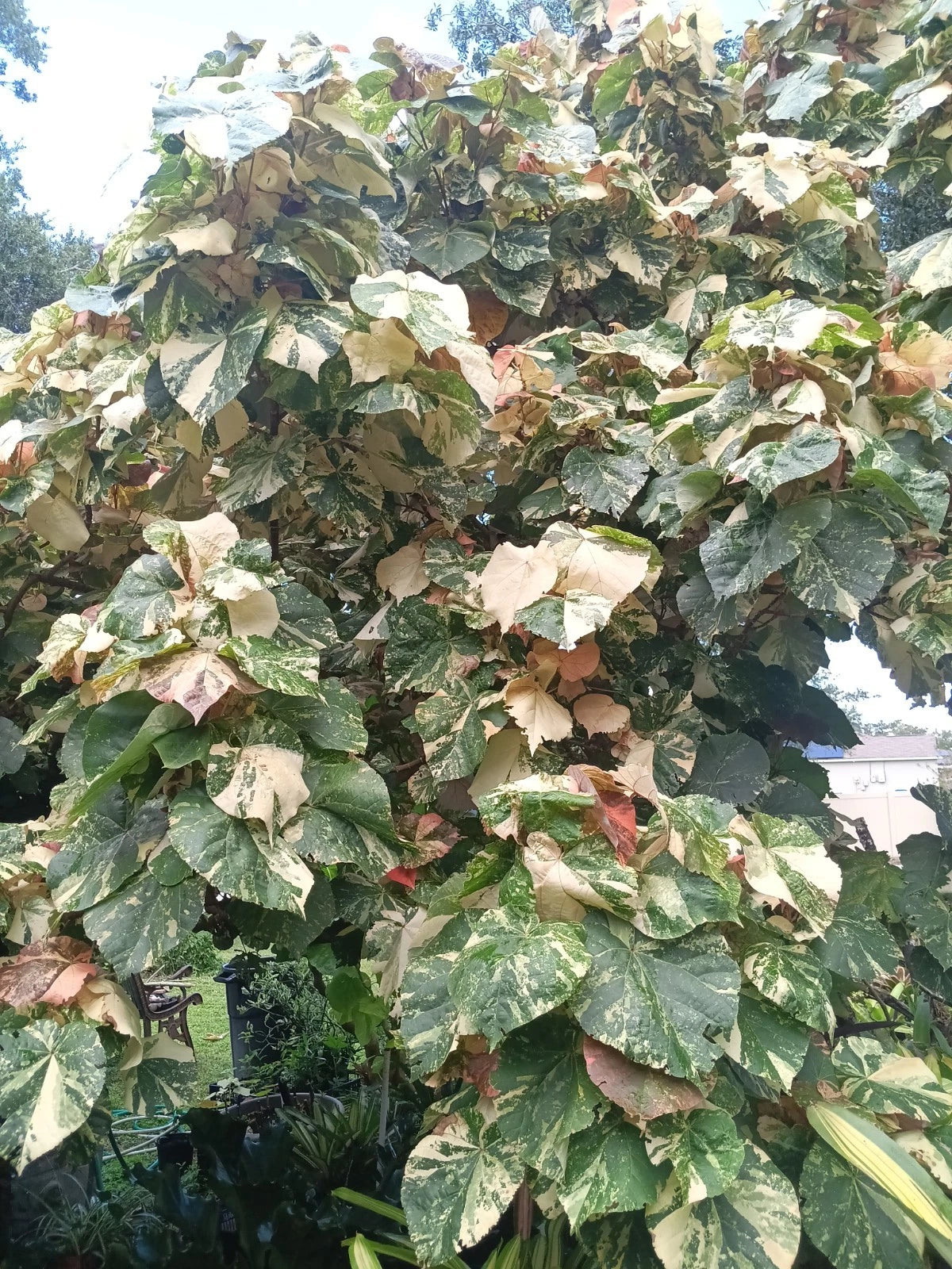 Variegated Mahoe Hibiscus Tree Plant Rooted Cutting - Hibiscus ...