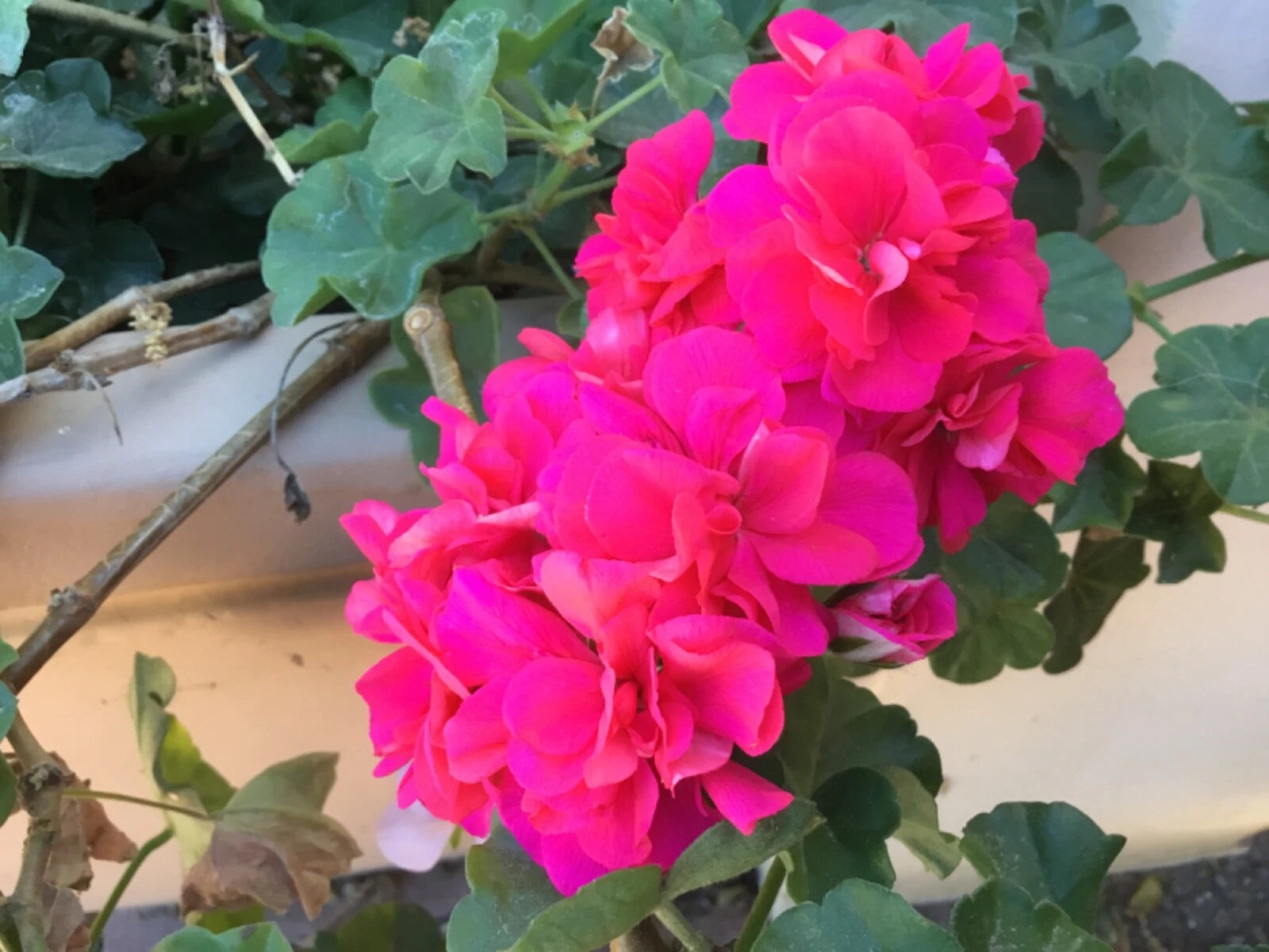 Geranium Cuttings 8 Cuts Salmon Pink Double Ivy Pelargonium for Rootin ...