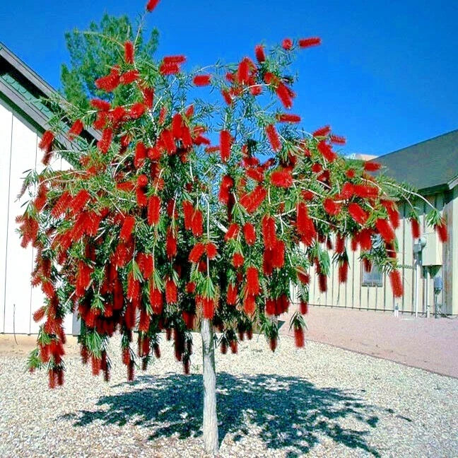 Weeping Bottlebrush Tree Seeds - 100 Pack - Callistemon viminalis ...