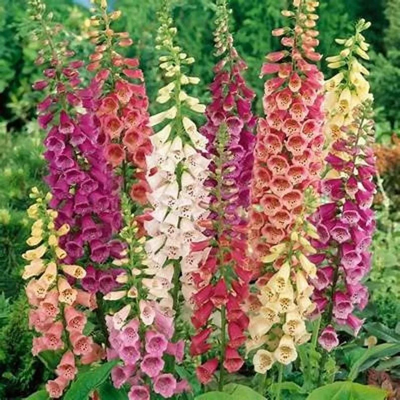 Foxglove Seeds Packet 500 Organic Foxy Digitalis Fresh Seeds – Jayme Garden