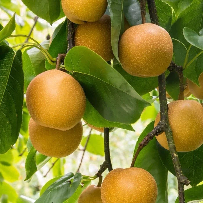Shinko Pear Tree 2-3 Ft Tall Asian Pear (Pyrus pyrifolia ‘Shinko ...