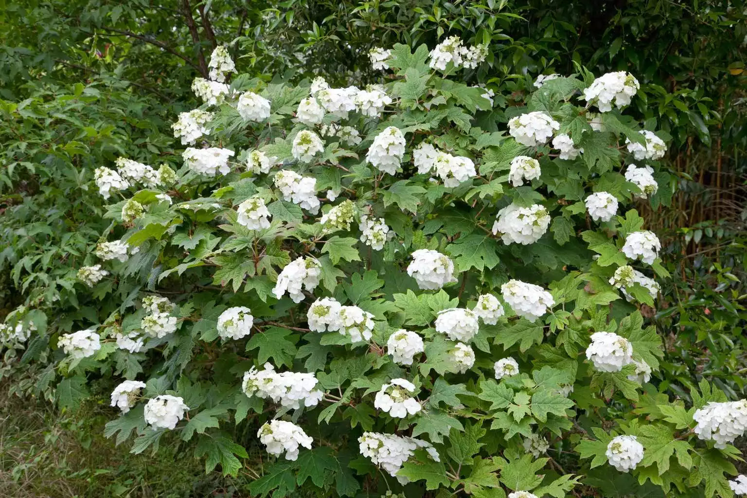 Live Plant - 14 Inch Snow Queen Oakleaf Hydrangea - Hydrangea quercifo ...