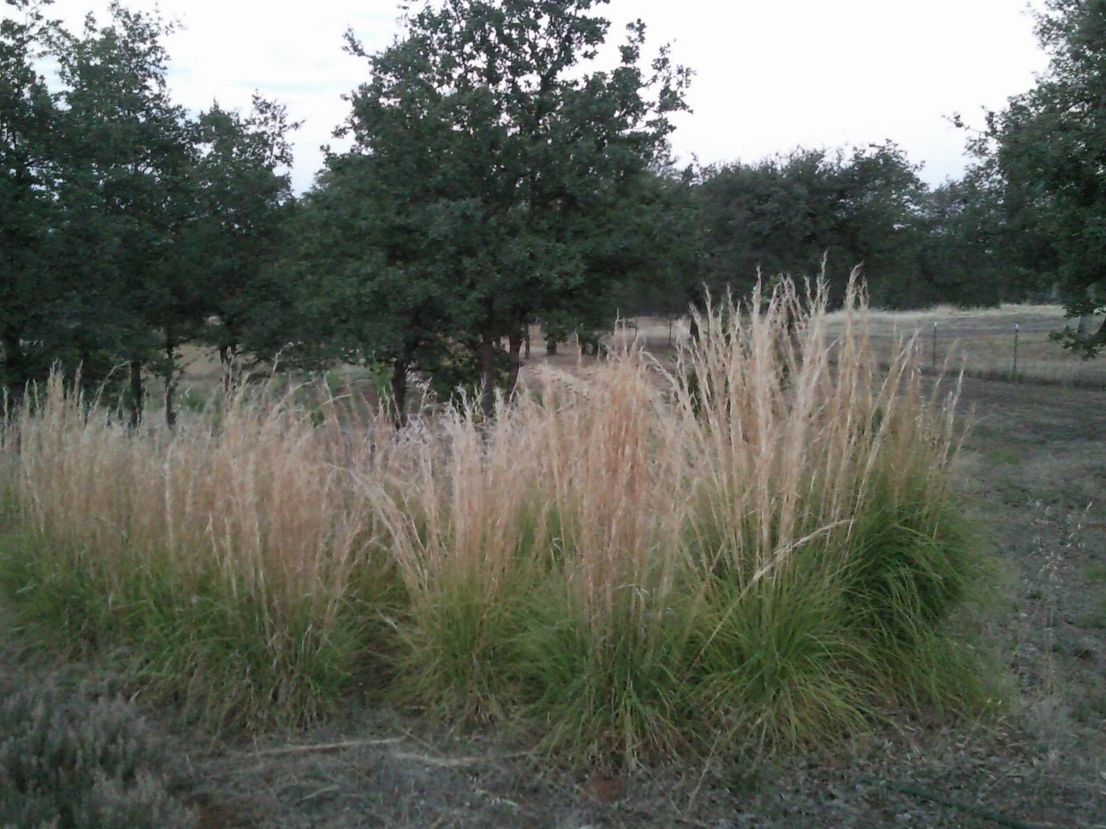 Feather Reed Grass Plugs, 6 Bare Root, Karl Foerster's Ornamental Gras ...