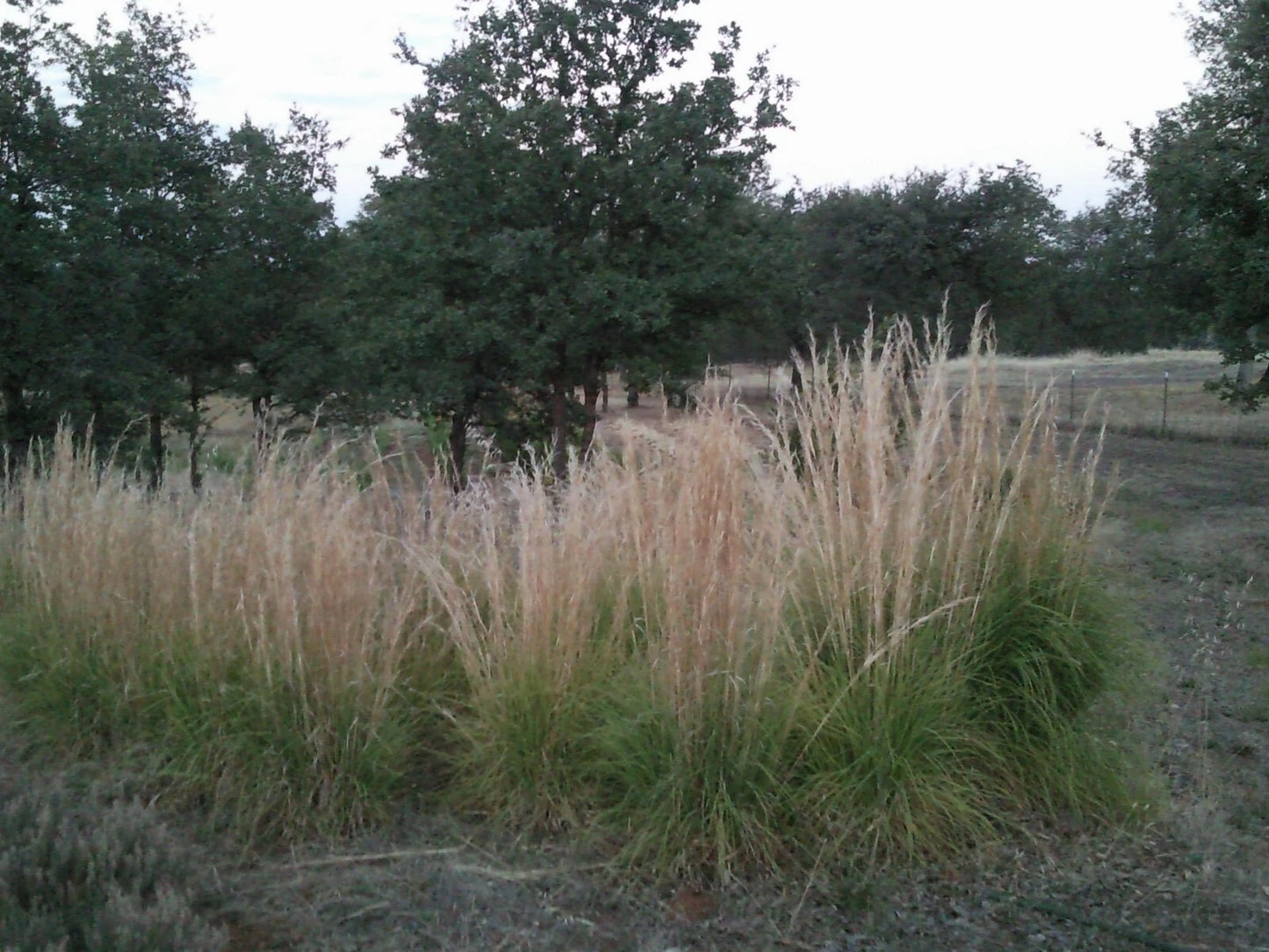 Feather Reed Grass Plugs, 6 Bare Root, Karl Foerster's Ornamental Gras ...