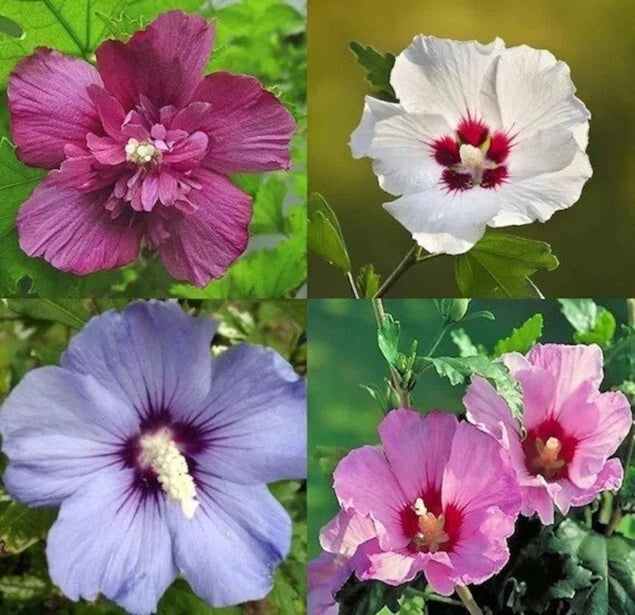 Mixed Colors Rose of Sharon Hibiscus Seeds - 50+ Variety Mix - Hibiscu ...