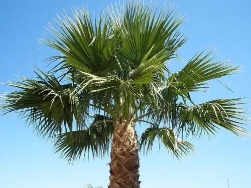 Washington Robusta Mexican Fan Palm Tree Seed Saplings - 3 Year Old ...
