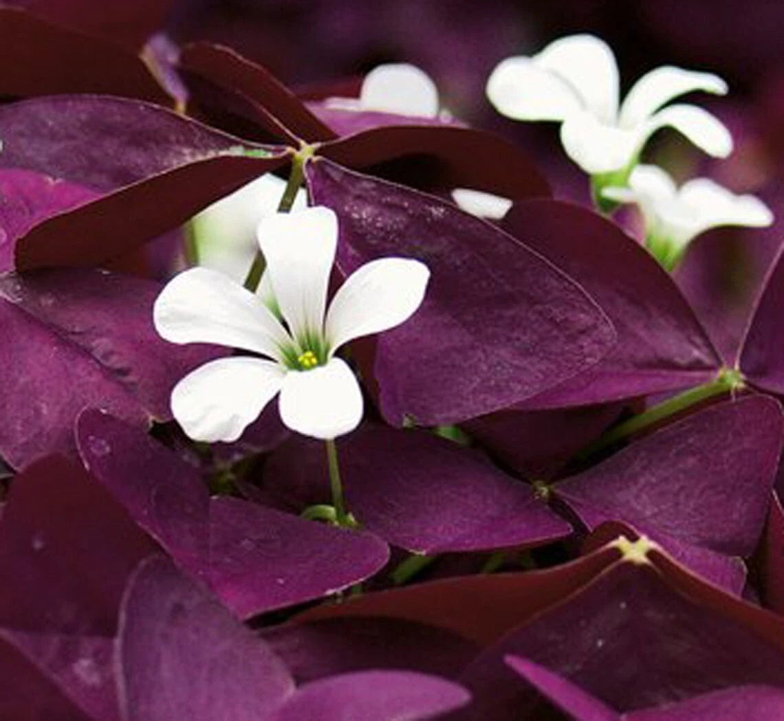Purple Shamrock Plant 4" Pot - Flowering Houseplant - Easy Care (Oxali ...