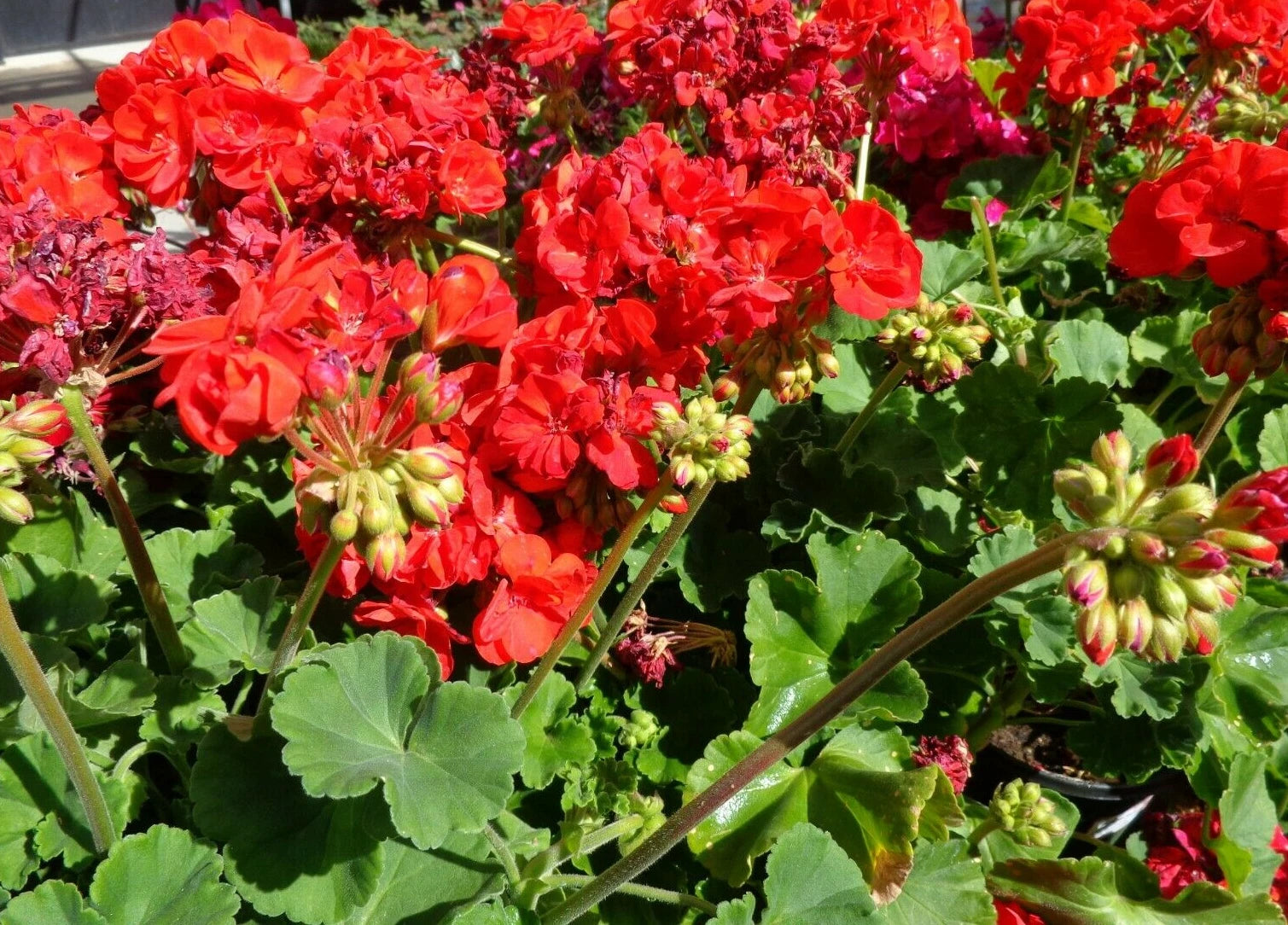 Hardy Geranium Cuttings 5 x 6" Big Red Flower Pelargonium spp. Fresh ...