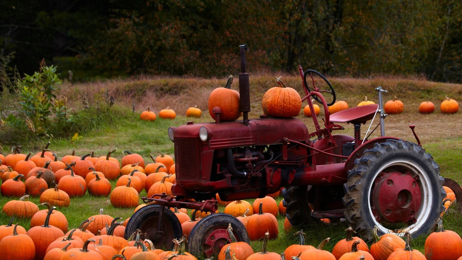 Connecticut Field Pumpkin Seeds, Traditional Variety, Ideal for Hallow ...