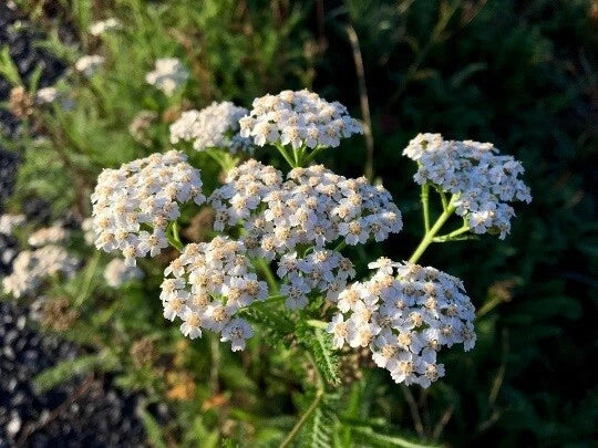 Yarrow Seeds - Herb Garden Starter Kit - Achillea millefolium - Easy to ...