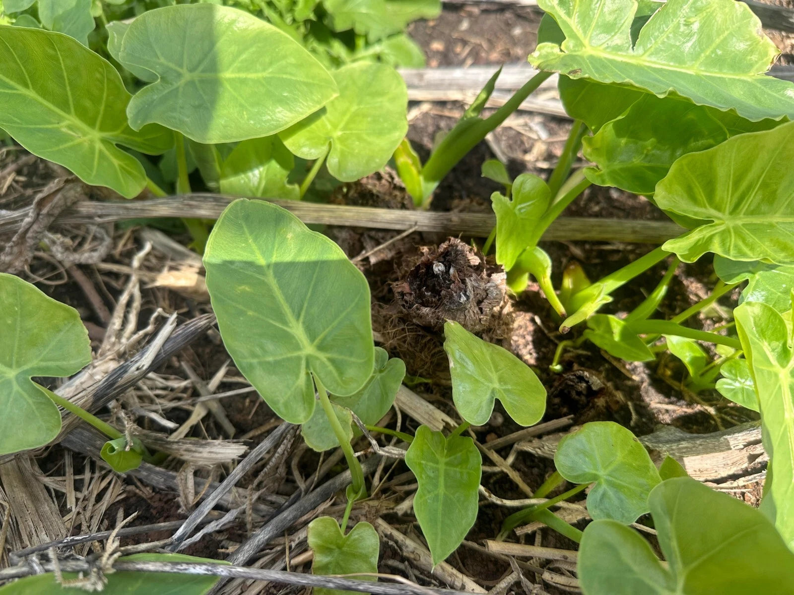 3 Live Bare Root Bac Ha Dọc Mùng Plants – Thai Elephant Ear / Vietname ...