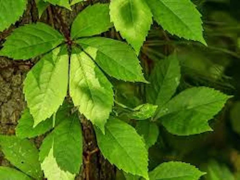 Virginia Creeper Plants - 3 Bare Roots - Parthenocissus quinquefolia ...