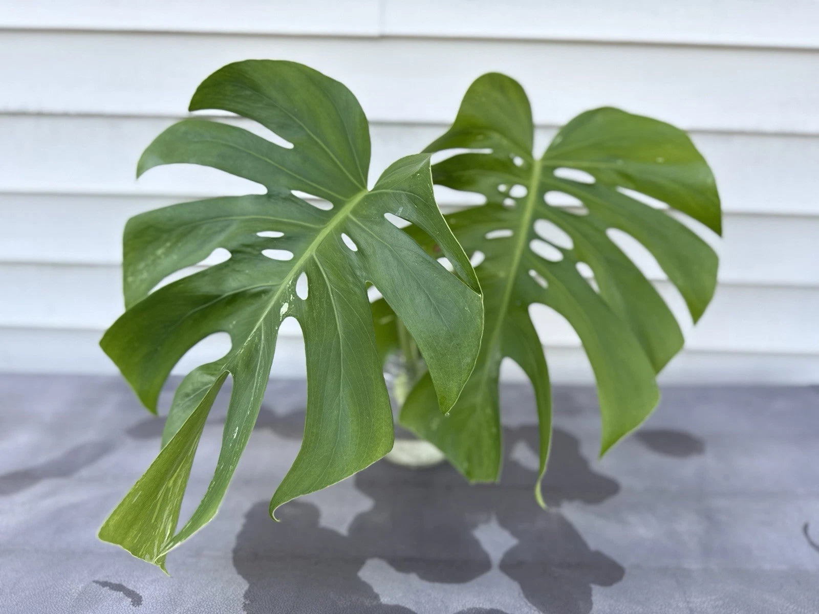 Monstera Albo Borsigiana Cutting - Rare Low Variegation Houseplant ...