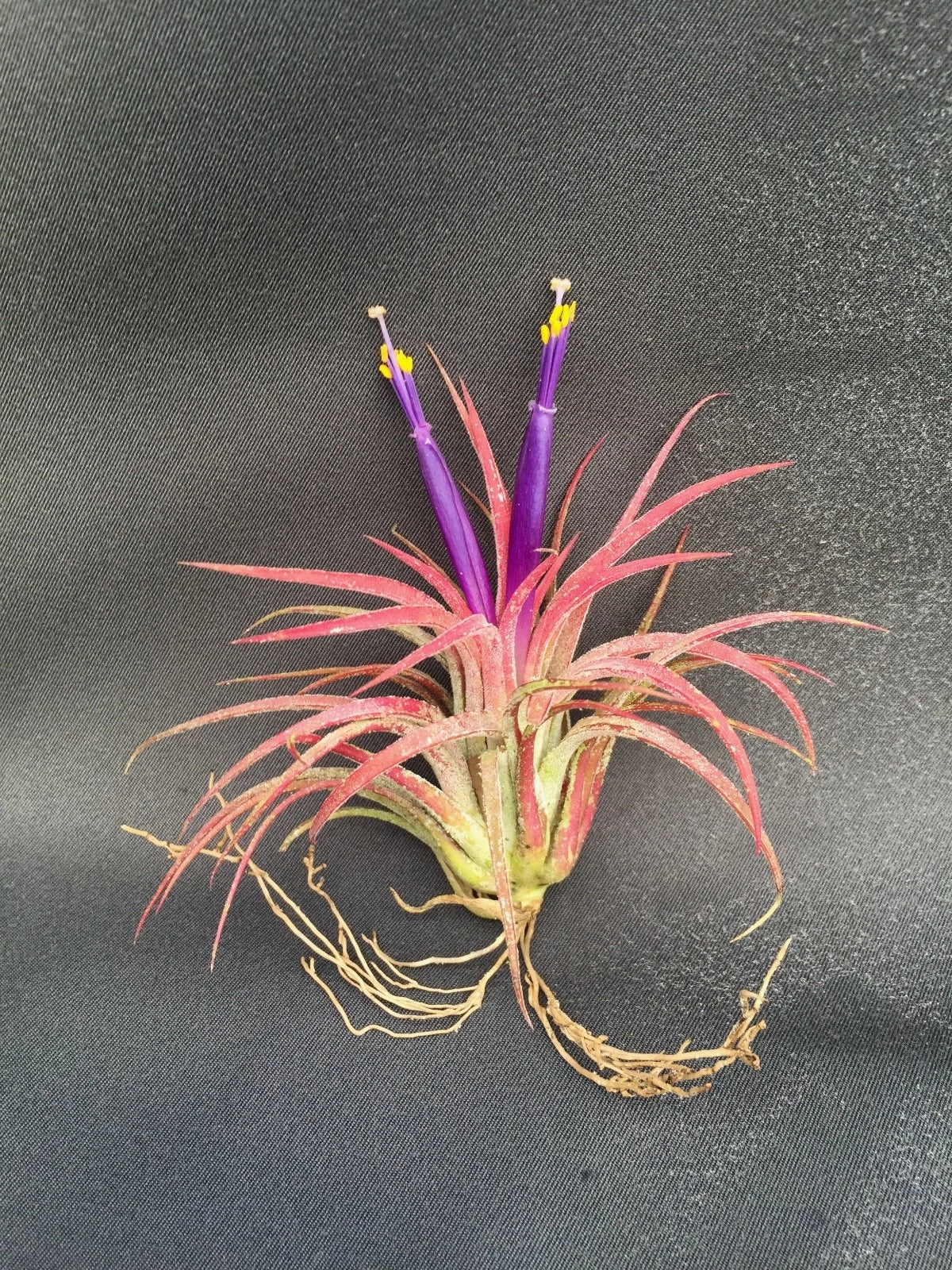 Tillandsia Ionantha Air Plant - Blushing Bride Bromeliad – Jayme Garden