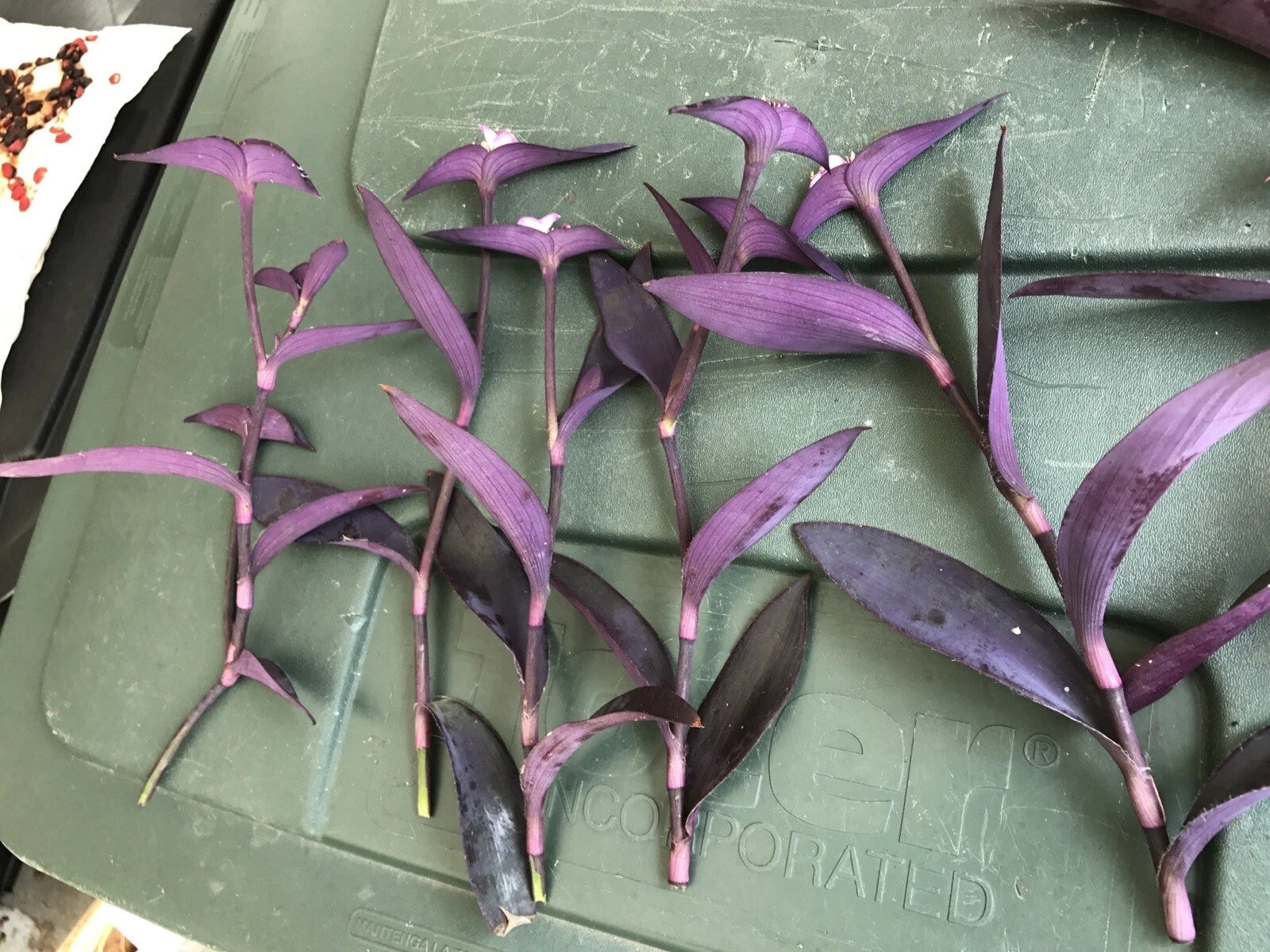 Tradescantia pallida Cuttings 10" Purple Heart Wandering Jew | Fast-Gr ...