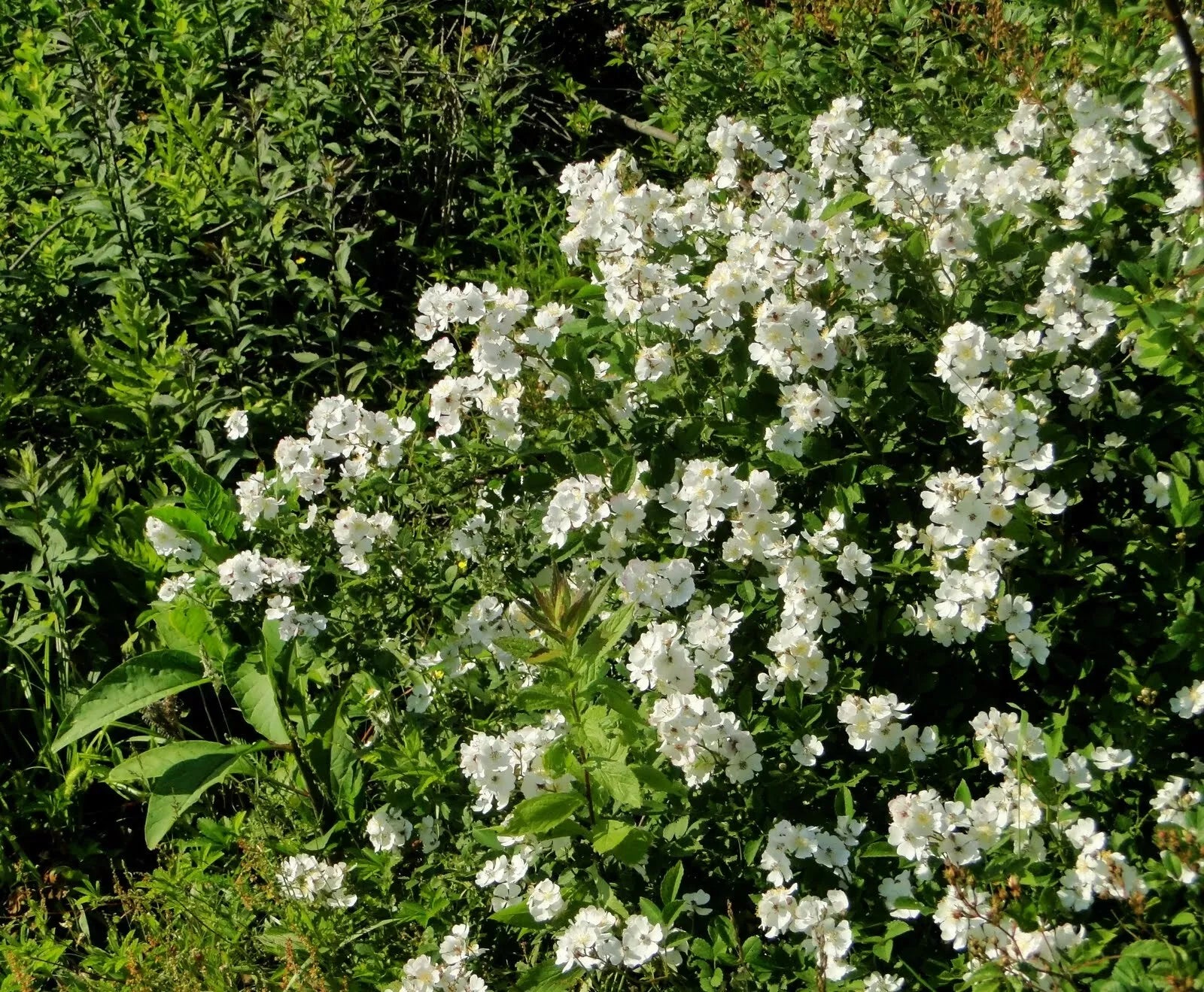 Multiflora Rose Bush Starter Plant Bare Root 6-12 Inches Rosa Multiflo ...