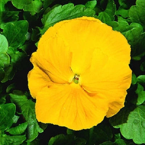 Giant Clear Yellow Pansy Seeds - 50 Pack - Viola x wittrockiana Flower ...
