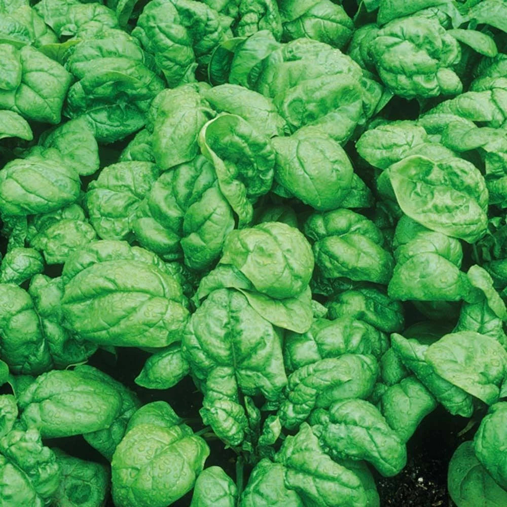 Spinach Seeds 100+ Heirloom Bloomsdale Dark Green Vegetable Garden See ...