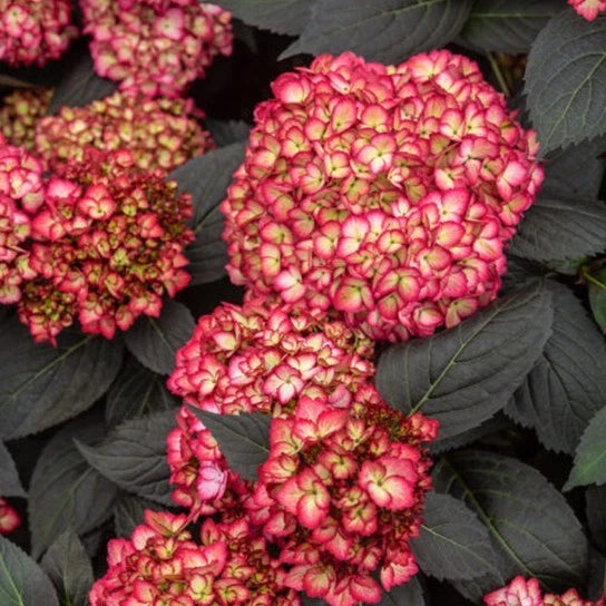 Rare Hydrangea Bundle - 4 Rooted Cuttings - Premium Dark Foliage ...