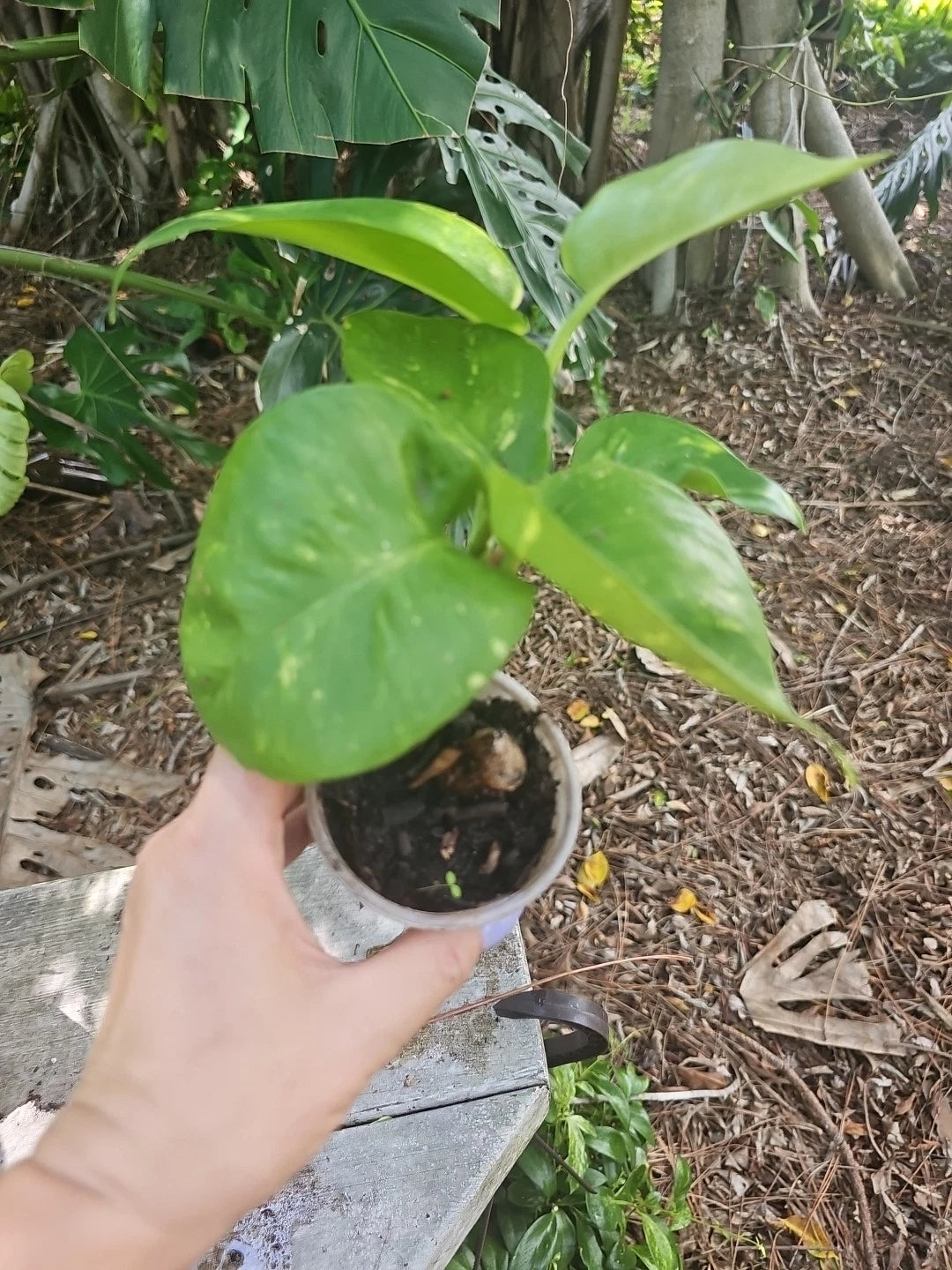Giant Variegated Golden Pothos Plant 3" Pot, Climbing Hawaiian Style ...