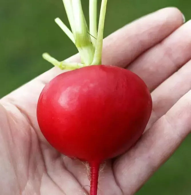 German Giant Radish Seeds - 100+ Heirloom Organic Non-GMO - Fresh ...