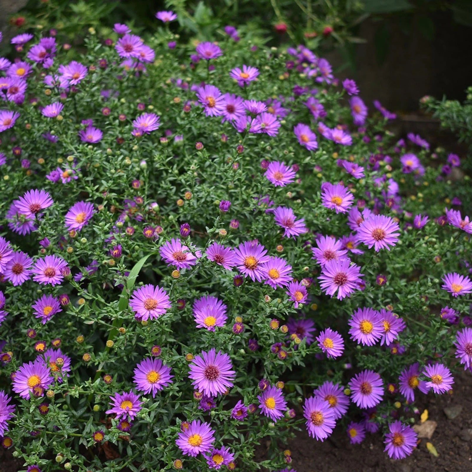 Aster ‘Wood’s Pink’ – Native Aster Live Starter Plant, Fall-Blooming P ...