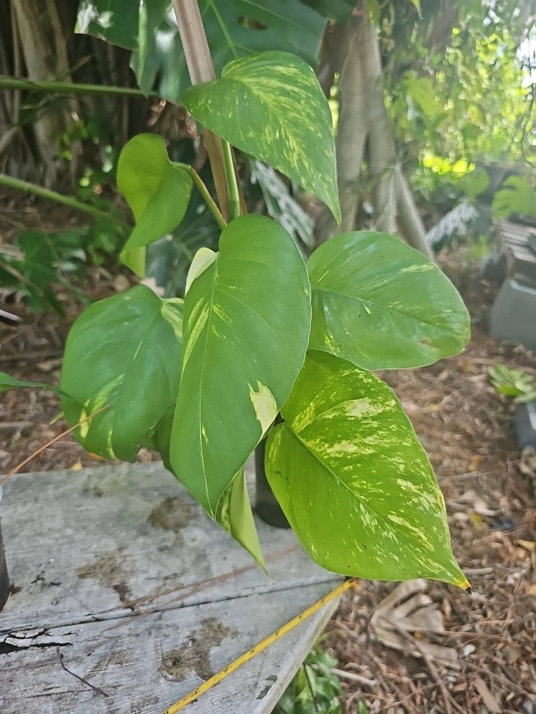 Giant Variegated Golden Pothos Plant 3.5" Pot 16" Climbing Hawaiian St ...