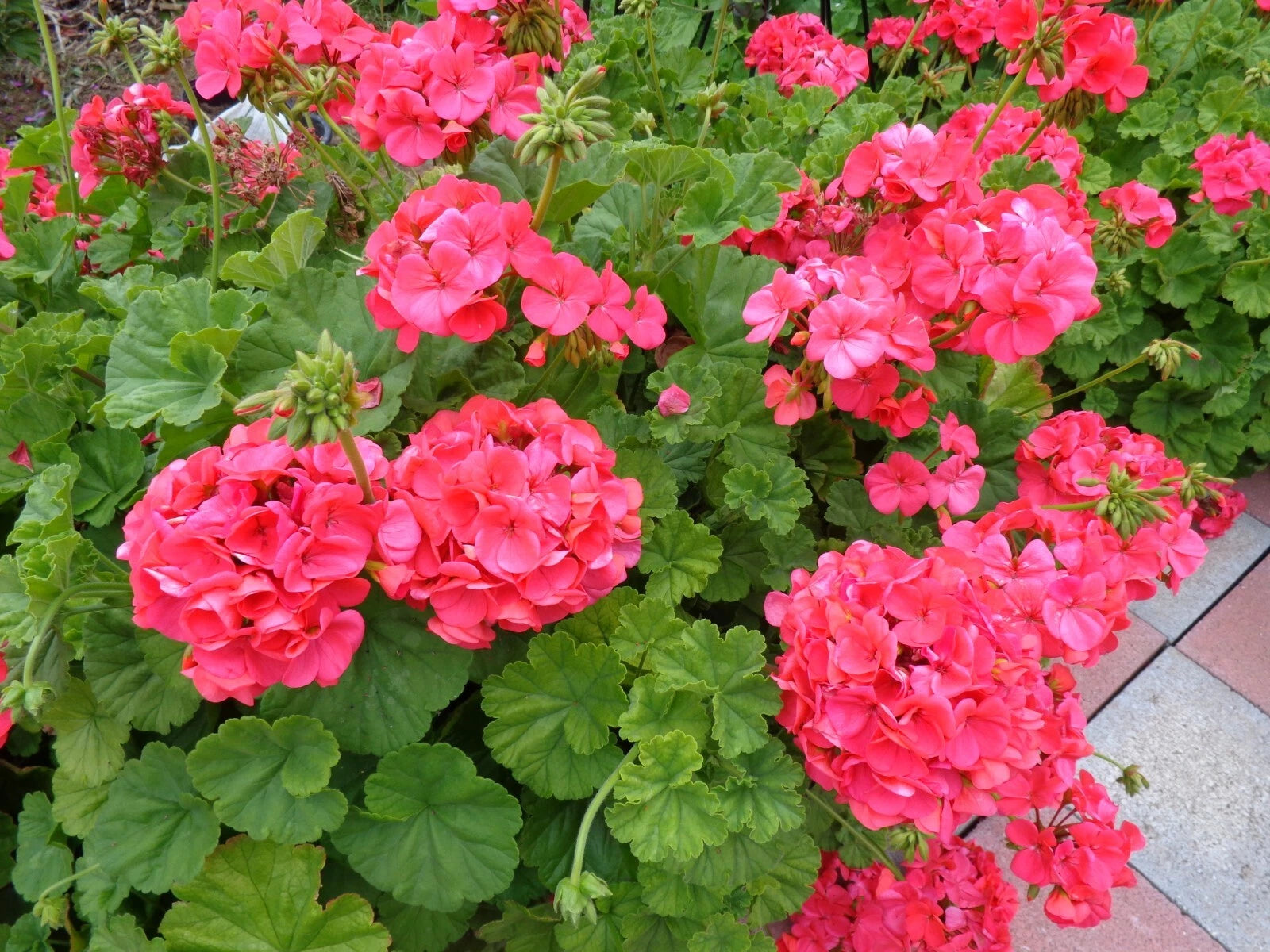Hardy Geranium Cuttings 5 x 6" Fragrant Red Orange Flowers (Pelargonium ...